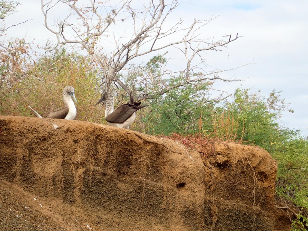 2019-06-07 Bartholomew Island to Devil’s Crown & Cormorant Point & the ...